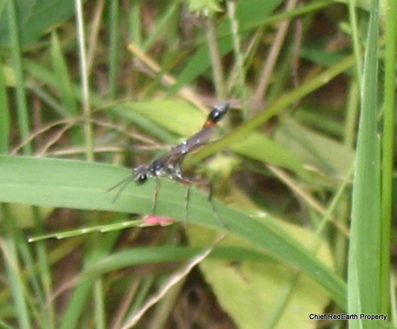 thread waist-wasp ? | Project Noah