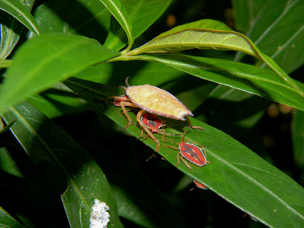 giant shield bug nymphs | Project Noah