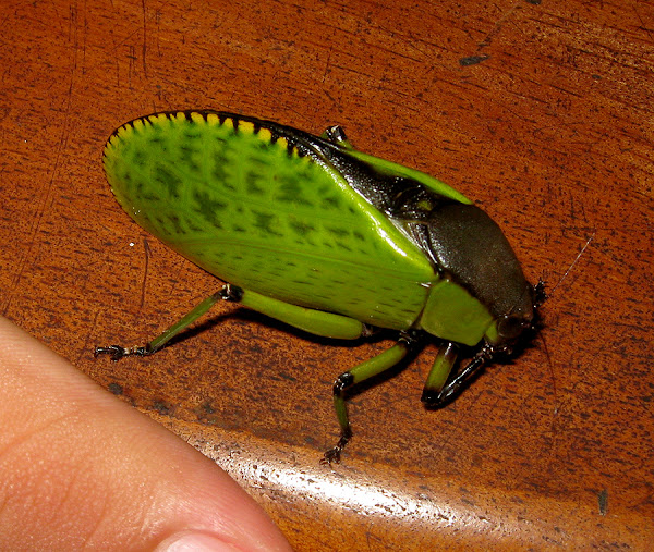 Hard-shelled Katydid | Project Noah
