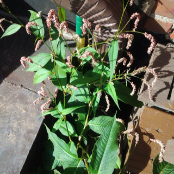 Nodding Smartweed | Project Noah