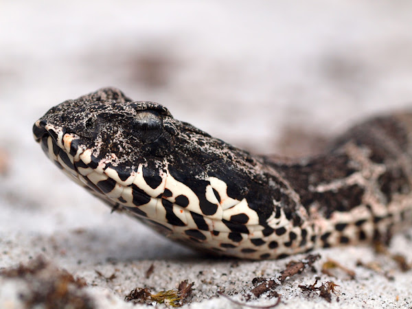 Common Death Adder | Project Noah