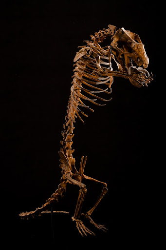 Cretaceous Tazzie (Didelphodon) — Google Arts & Culture