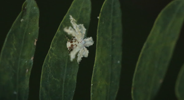 Ricaniid Planthopper | Project Noah