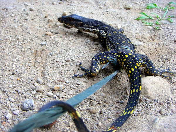 Asian water monitor lizard | Project Noah