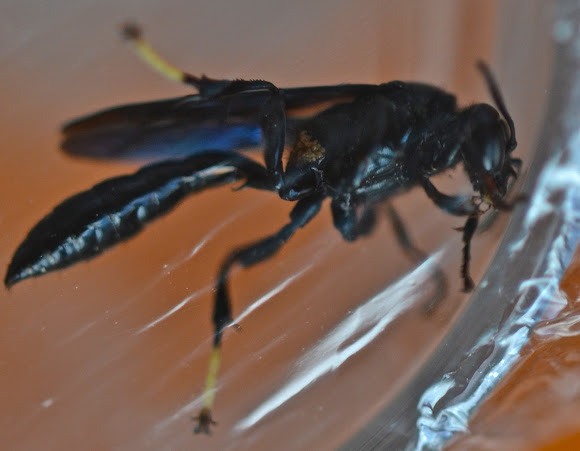 Organ Pipe Mud Dauber's Home | Project Noah