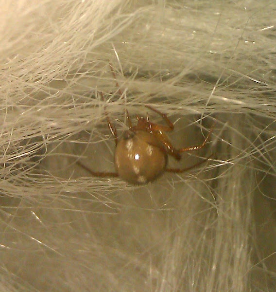 Red Cob-Web-Spider | Project Noah