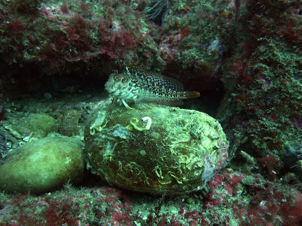 Rocky goby (young) | Project Noah