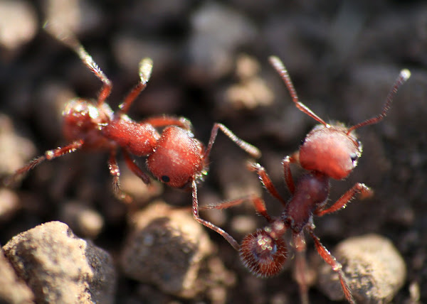 Western harvester ants | Project Noah