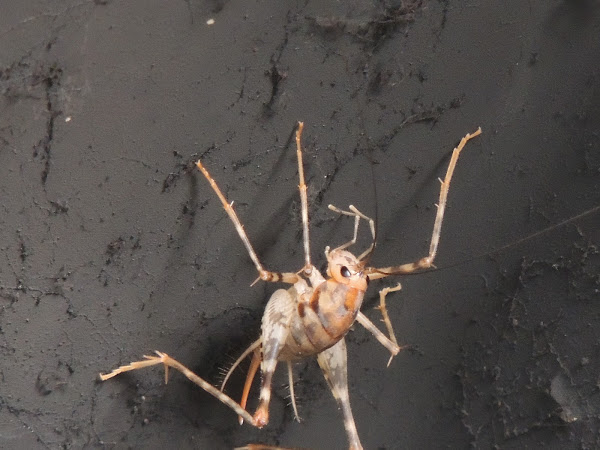 Spider Cricket Hybrid
