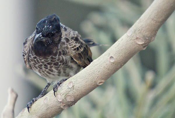 Red vented Bulbul | Project Noah