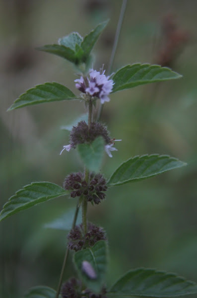 American Wild Mint | Project Noah