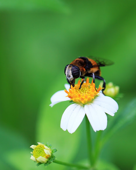 Phytomia errans(裸芒寬盾蚜蠅) | Project Noah
