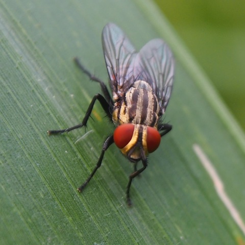 Grey Flesh Fly | Project Noah