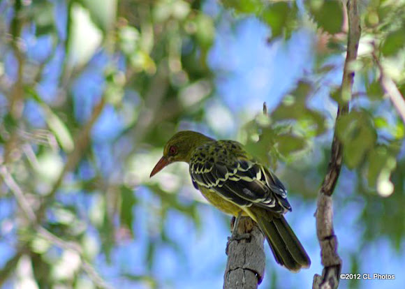 Australasian Yellow Oriole | Project Noah