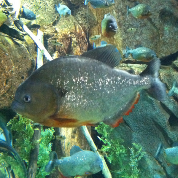 Red-bellied Piranha | Project Noah
