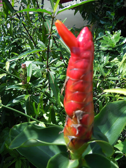 red button ginger | Project Noah