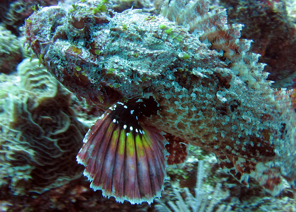 Spotted Scorpionfish | Project Noah
