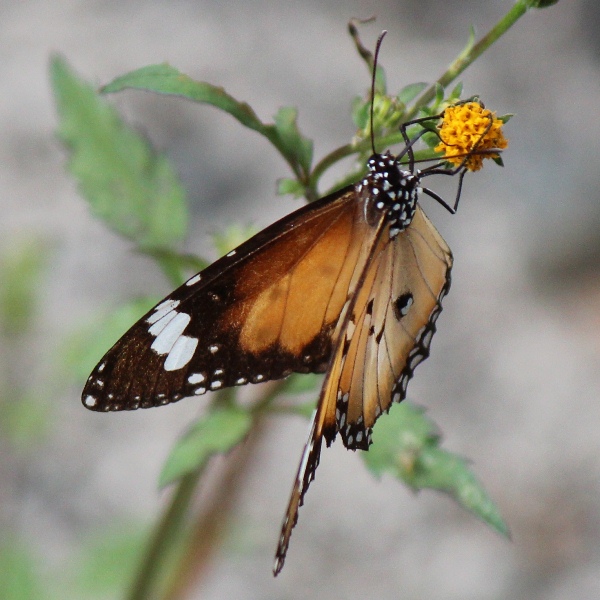 Lesser Wanderer Butterfly | Project Noah