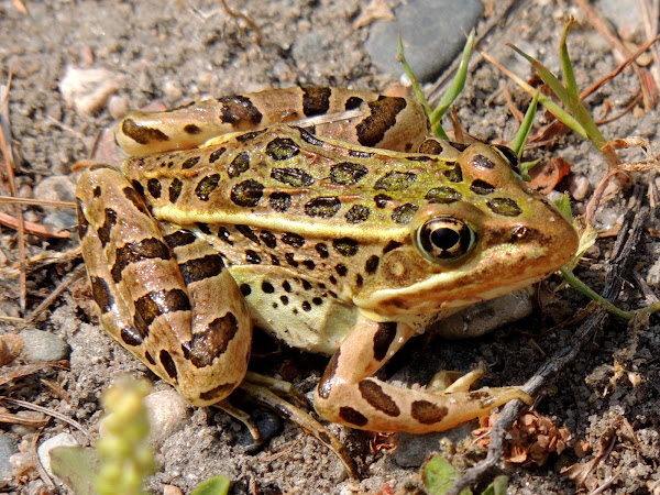 Northern Leopard Frog | Project Noah