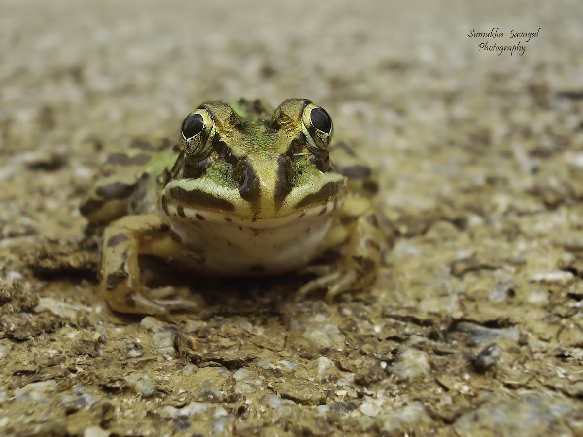 Indian Bullfrog | Project Noah