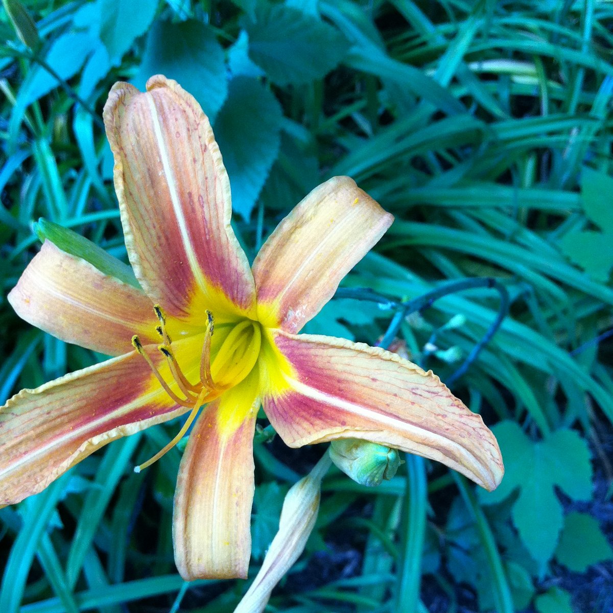Day lily | Project Noah