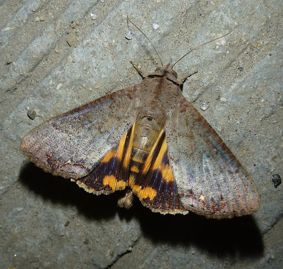Underwing Moth | Project Noah