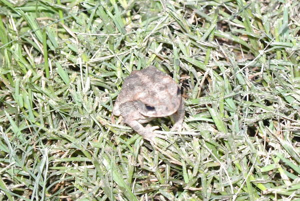 Woodhouse's Toad | Project Noah