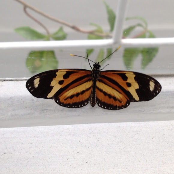 Isabella Longwing | Project Noah