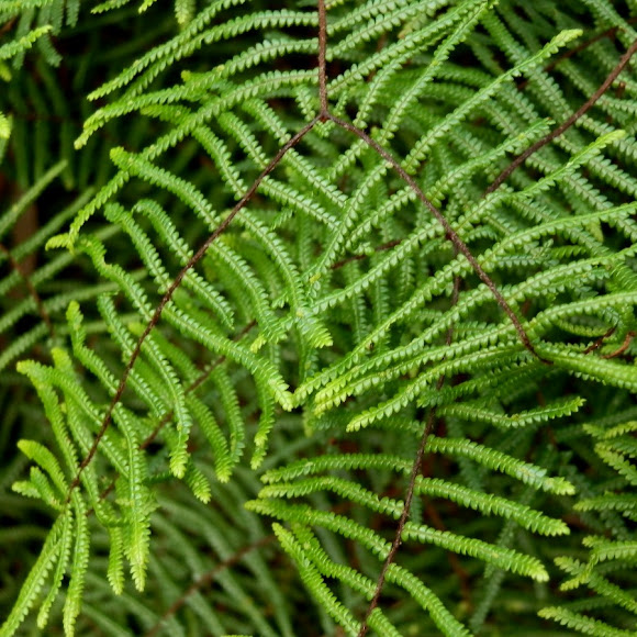 Scrambling Coral Fern | Project Noah