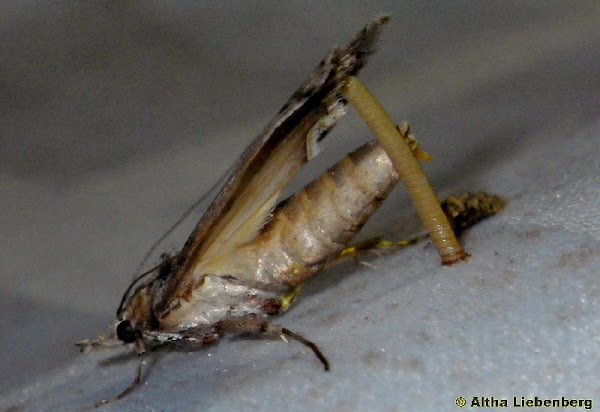 Cactus Moth with egg stick | Project Noah