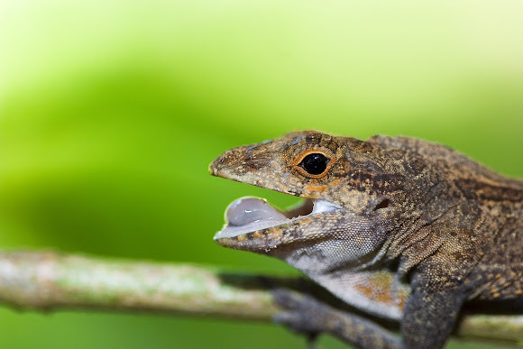 Puerto Rican crested anole | Project Noah