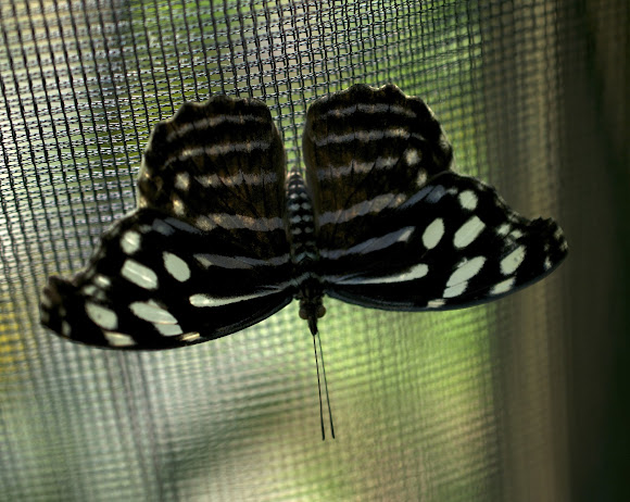 Whitened Bluewing | Project Noah