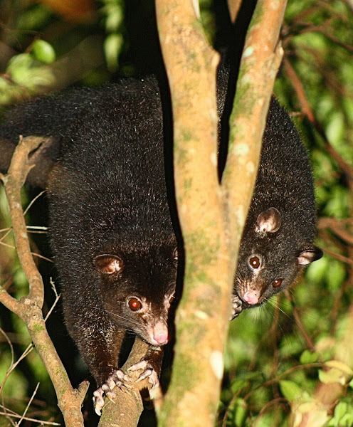 Short-eared possum with young | Project Noah