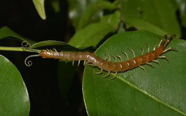 Centipede | Project Noah