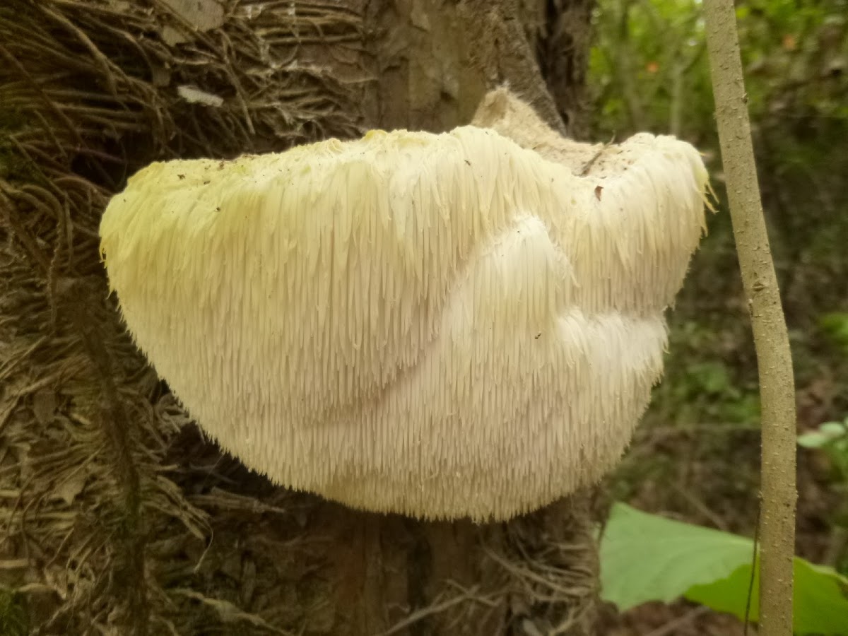 Bearded Tooth Fungus | Project Noah