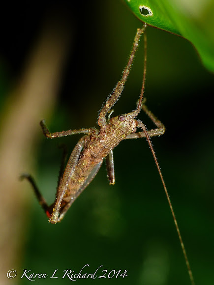 Cricket | Project Noah