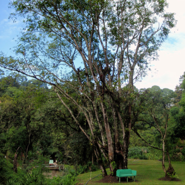 Árbol de hule. | Project Noah