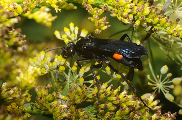 Blue-black spider wasp | Project Noah