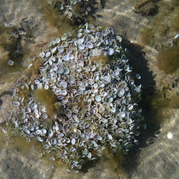 Acetabularia | Project Noah