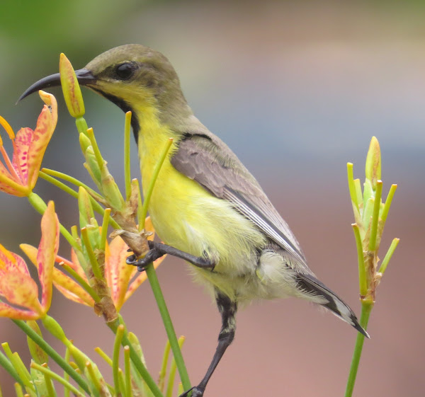 Purple Sunbird (male, eclipse | Project Noah