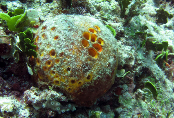 Orange Ball Sponge | Project Noah