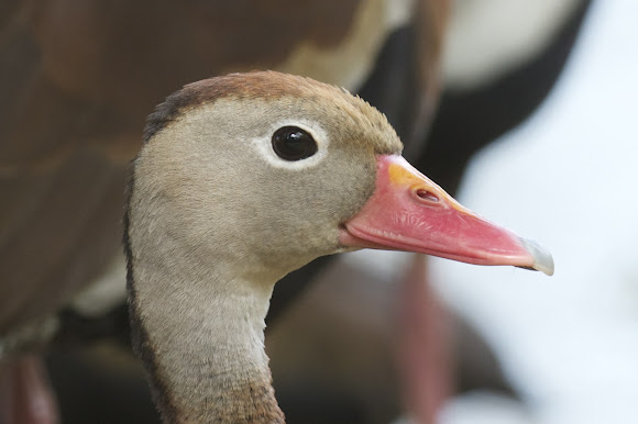 Pijije Comun o Piche | Project Noah