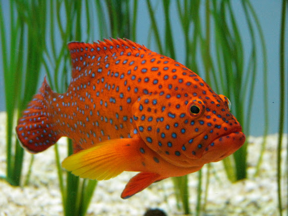 Coral Trout Grouper | Project Noah