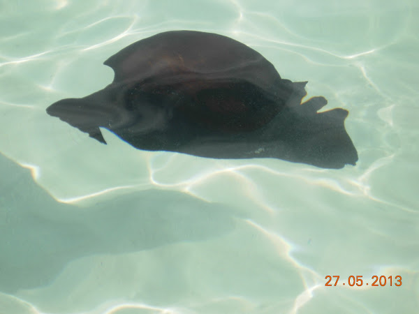 Spotting | Project Noah