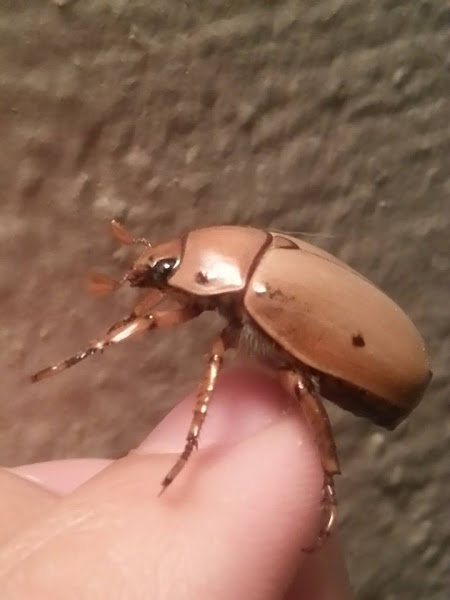 Grapevine Beetle | Project Noah