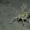 Lichen Katydid | Project Noah