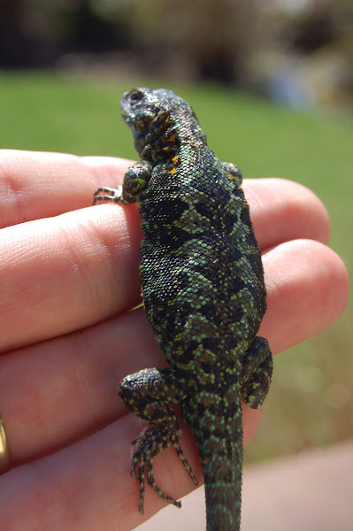 Painted Lizard | Project Noah