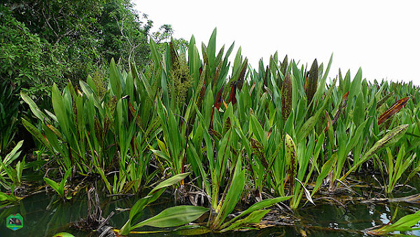Aquatic plant | Project Noah
