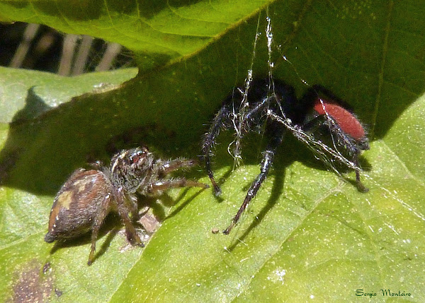 Jumping Spiders Mating Ritual Project Noah