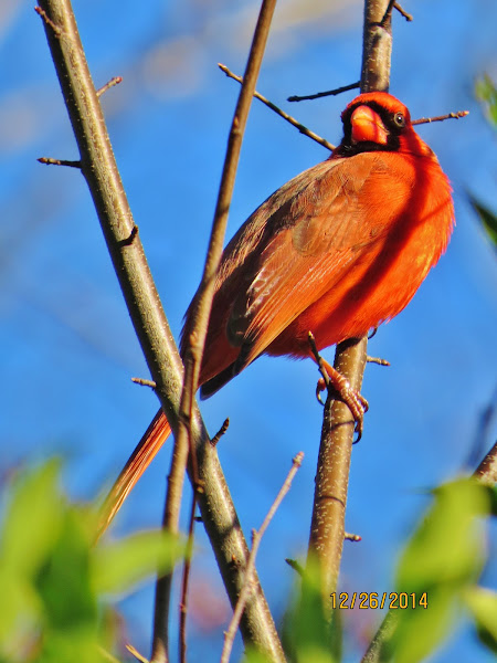 northern cardinal | Project Noah